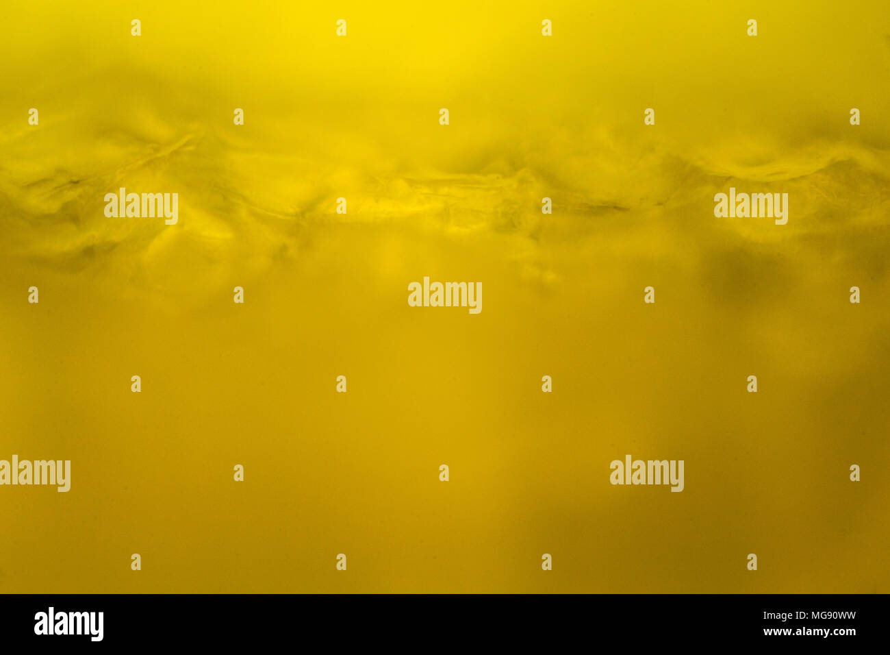 Yellow pepper under the microscope Stock Photo - Alamy