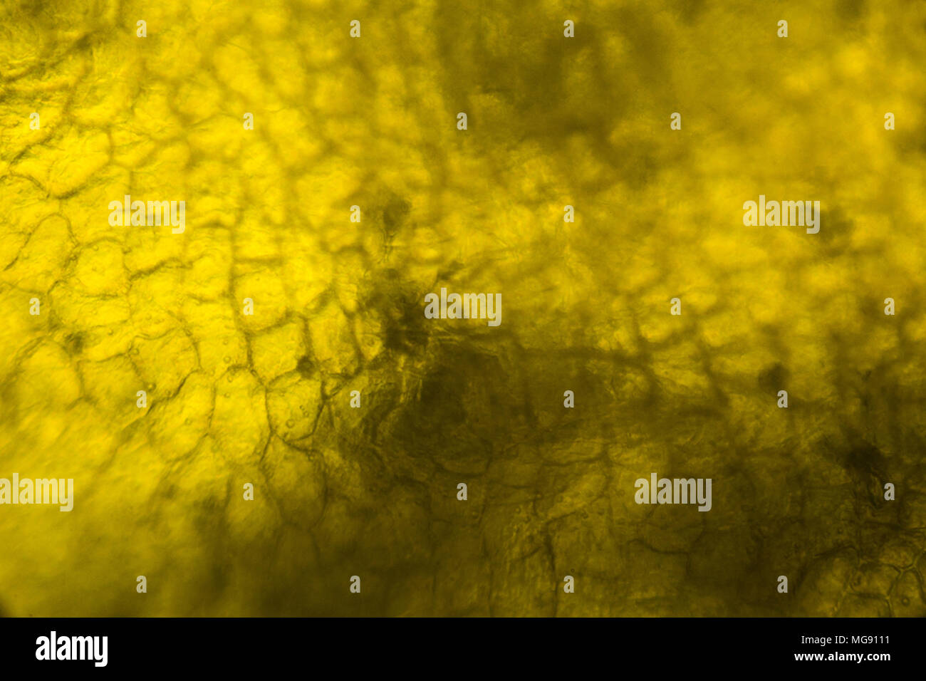 Yellow pepper under the microscope Stock Photo - Alamy