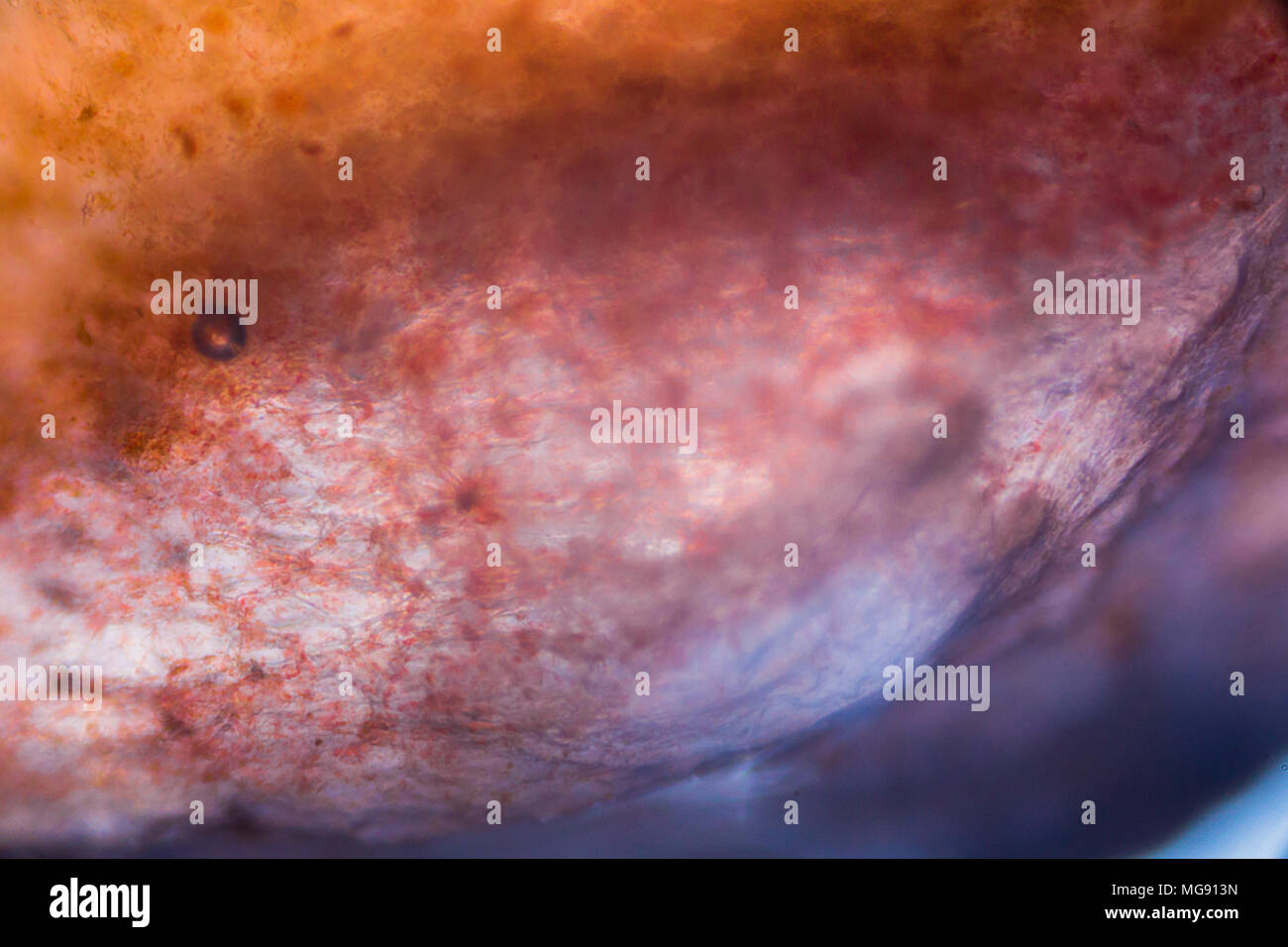 Tomato under the microscope Stock Photo - Alamy