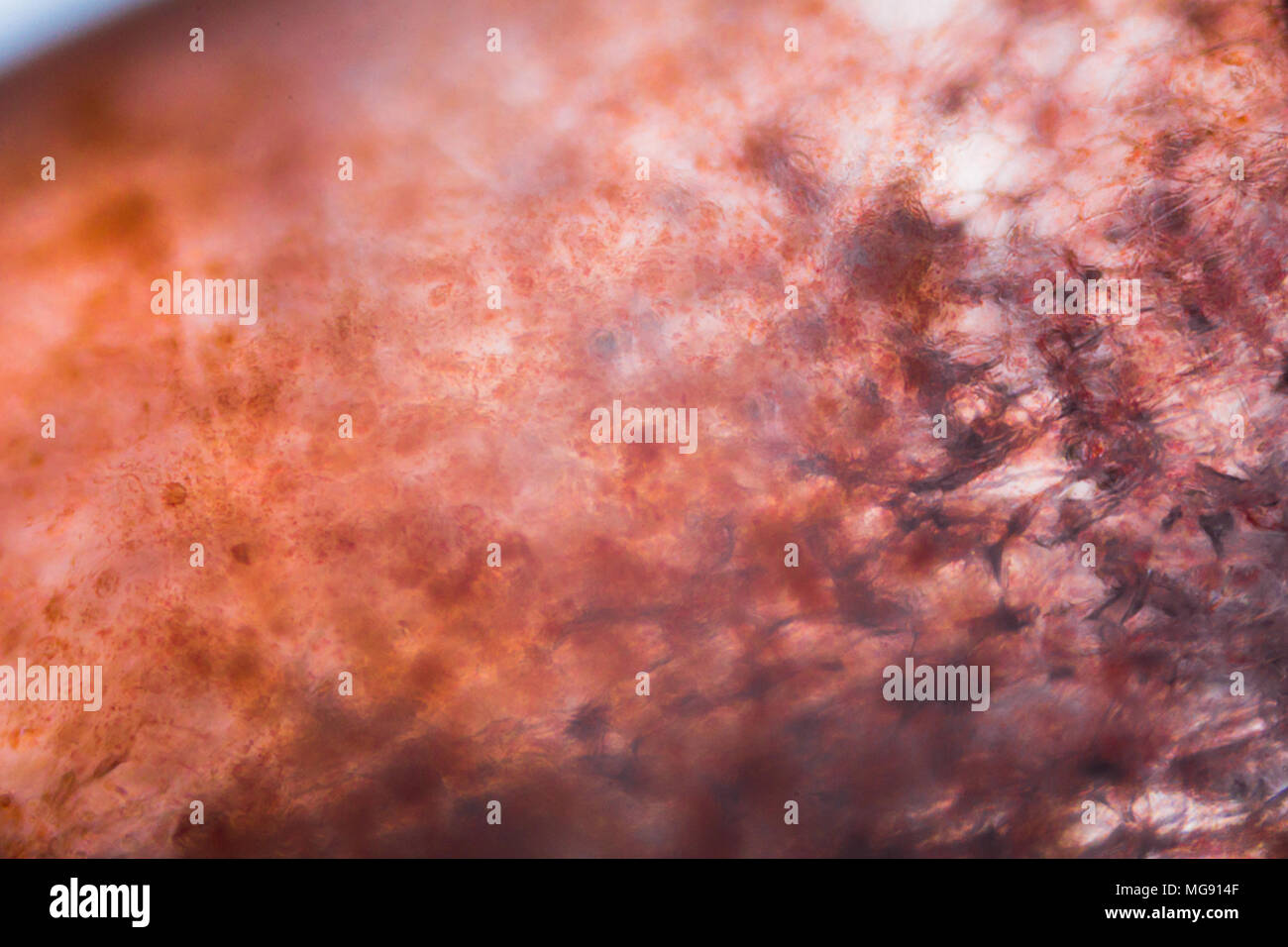 Tomato Skin Under Microscope