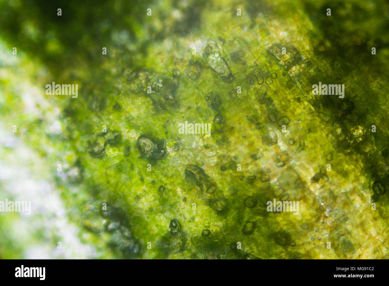 Pickled cucumber under the microscope Stock Photo - Alamy