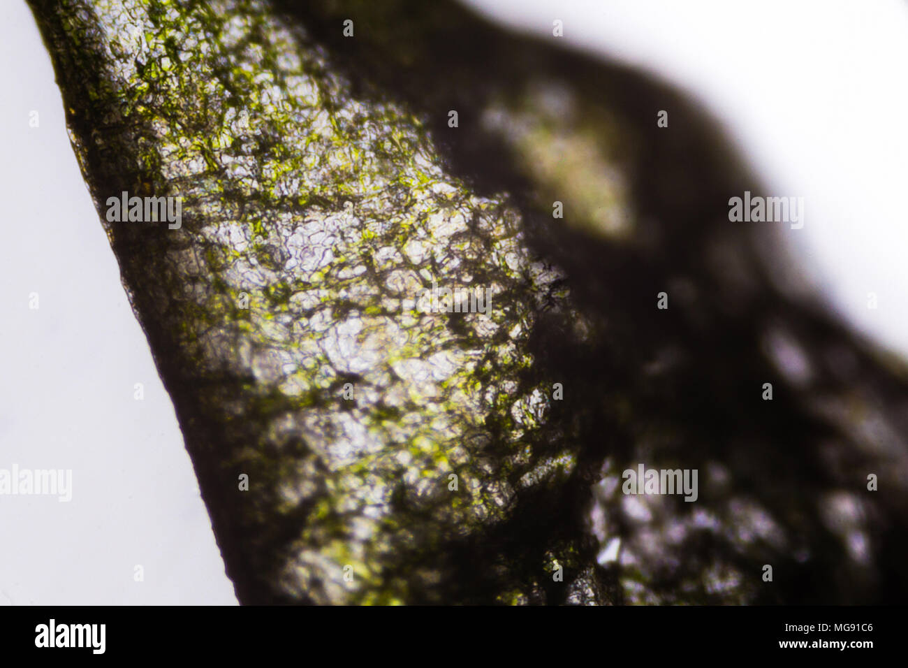 Pickled cucumber under the microscope Stock Photo - Alamy