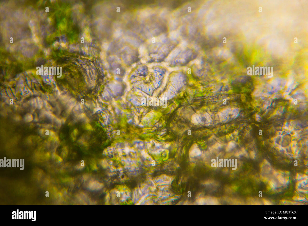 Pickled cucumber under the microscope Stock Photo - Alamy