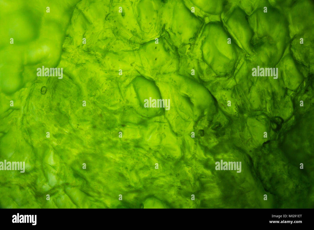 Cucumber under the microscope Stock Photo - Alamy