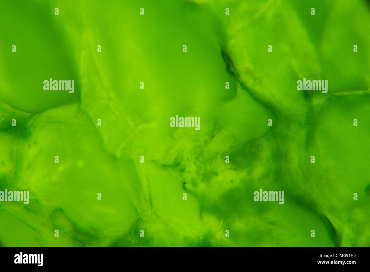 Cucumber under the microscope Stock Photo - Alamy