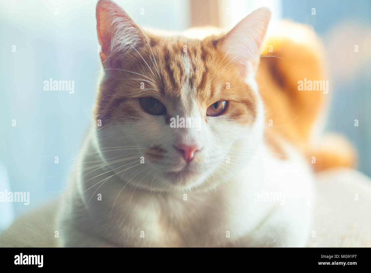 Tabby cat enjoying sun hi-res stock photography and images - Alamy