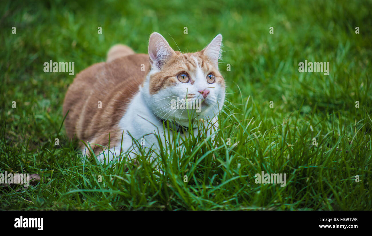 Young ginger cat hi-res stock photography and images - Alamy