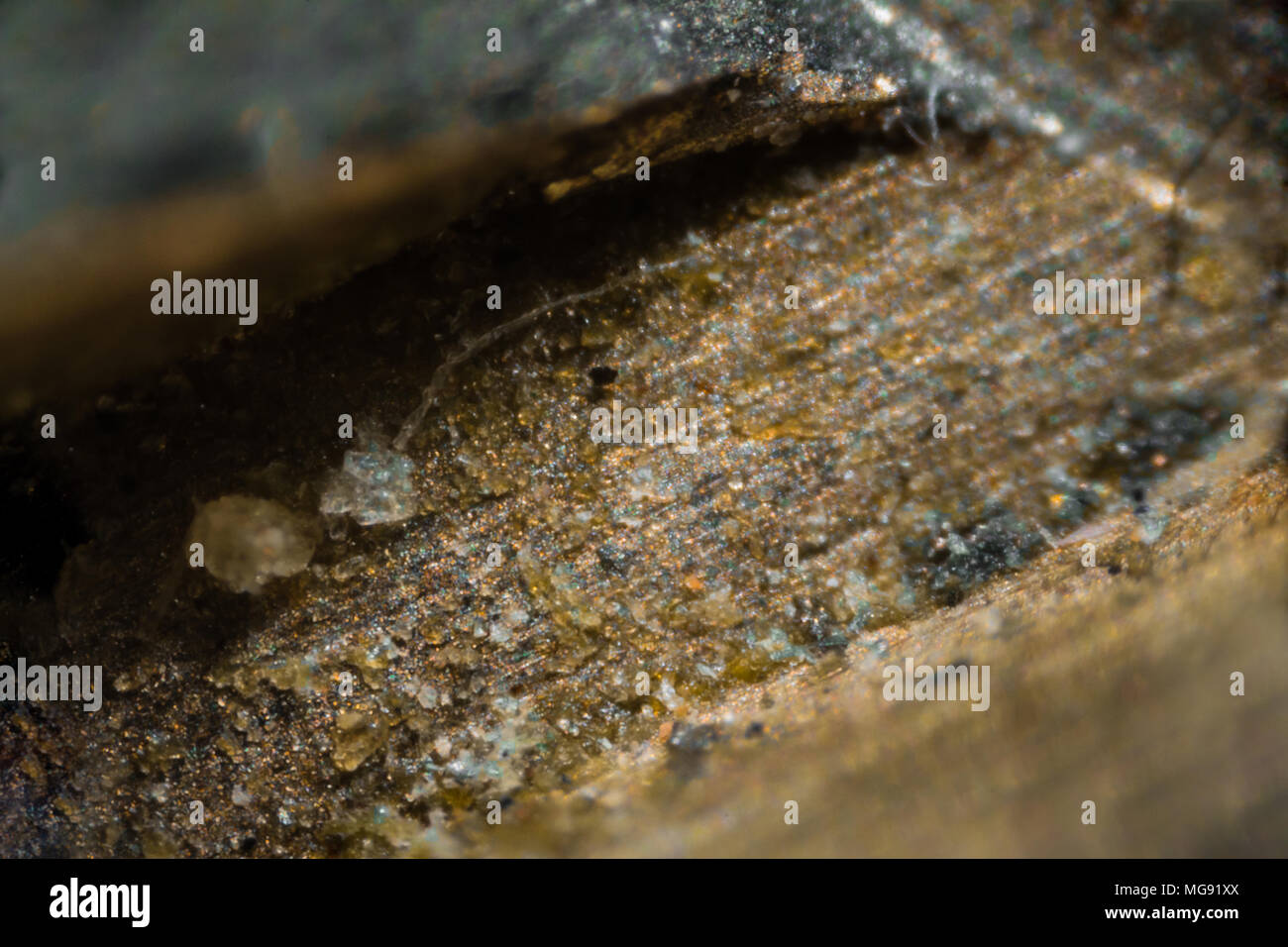 Coin macro microscope hi-res stock photography and images - Alamy