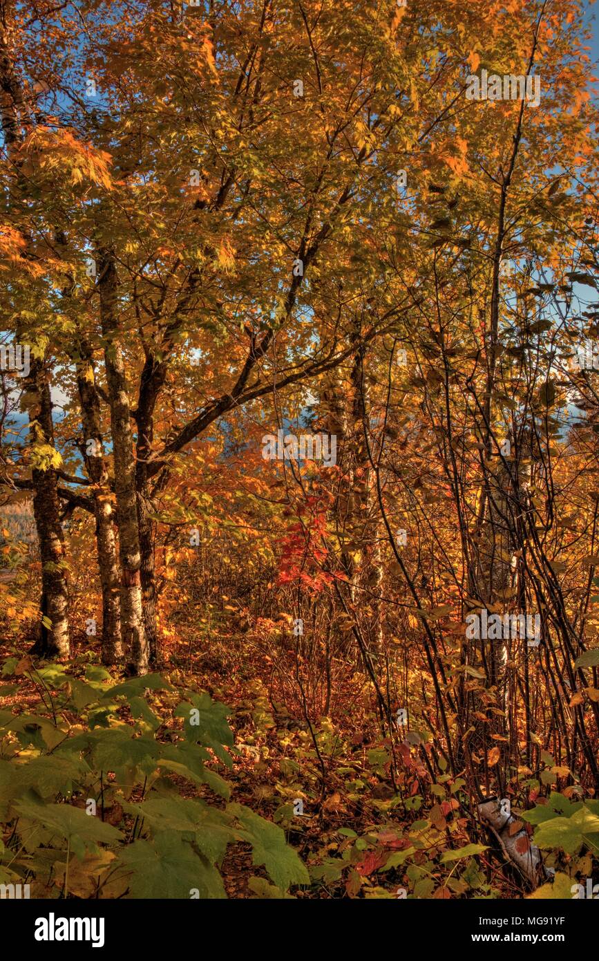 Sawtooth maple tree hi-res stock photography and images - Alamy