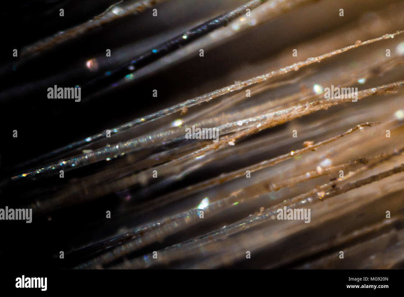 Dust under the microscope hi-res stock photography and images - Alamy