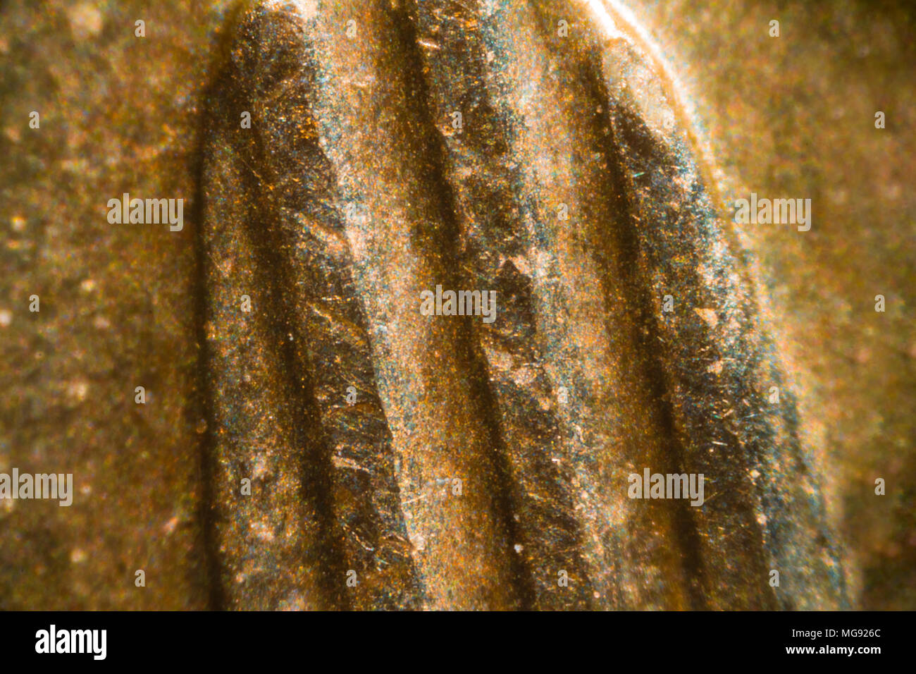 Coin macro microscope hi-res stock photography and images - Alamy