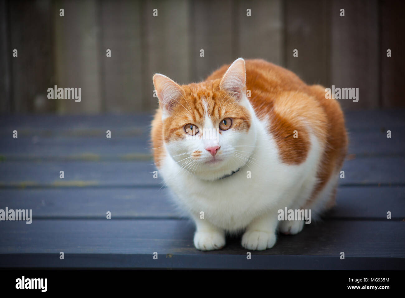 Ginger furball cat hi-res stock photography and images - Alamy