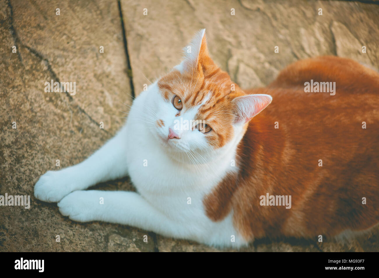 Orange tabby tomcat hi-res stock photography and images - Alamy