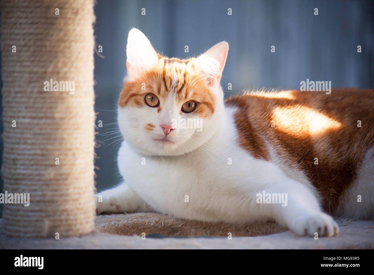 Scratch himself hi-res stock photography and images - Alamy