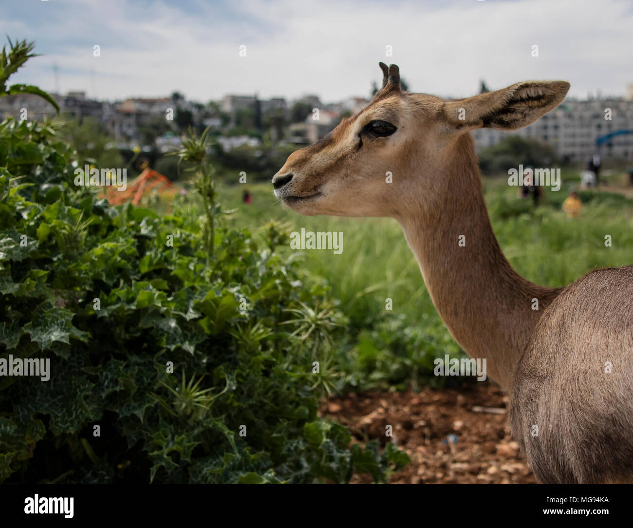 An israeli gazelle female in gazelle valey, Jerusalem, Israel Stock ...