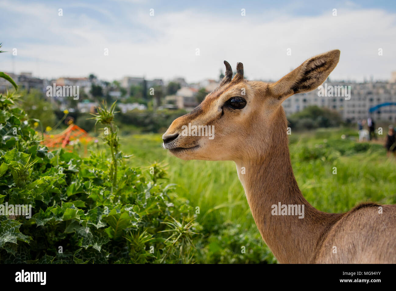 A female israeli gazelle in gazelle valley, Jerusalem Stock Photo - Alamy