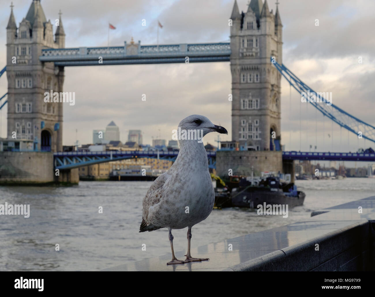 A London Southbank seagull perched on a wall facing right with the ...