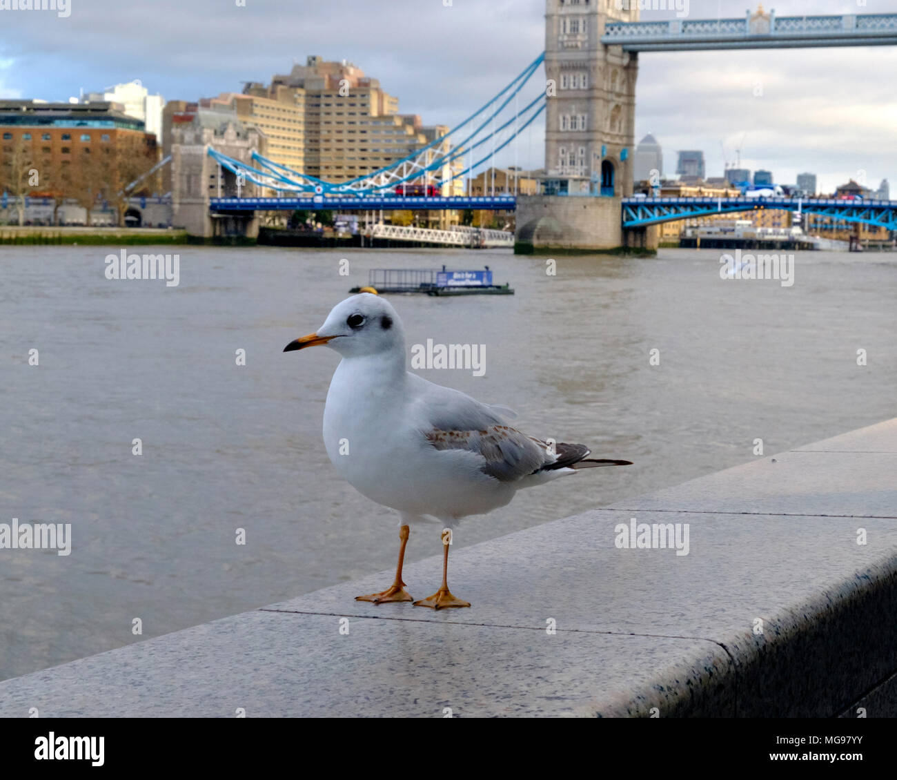A London Southbank seagull perched on a wall facing left with the River ...