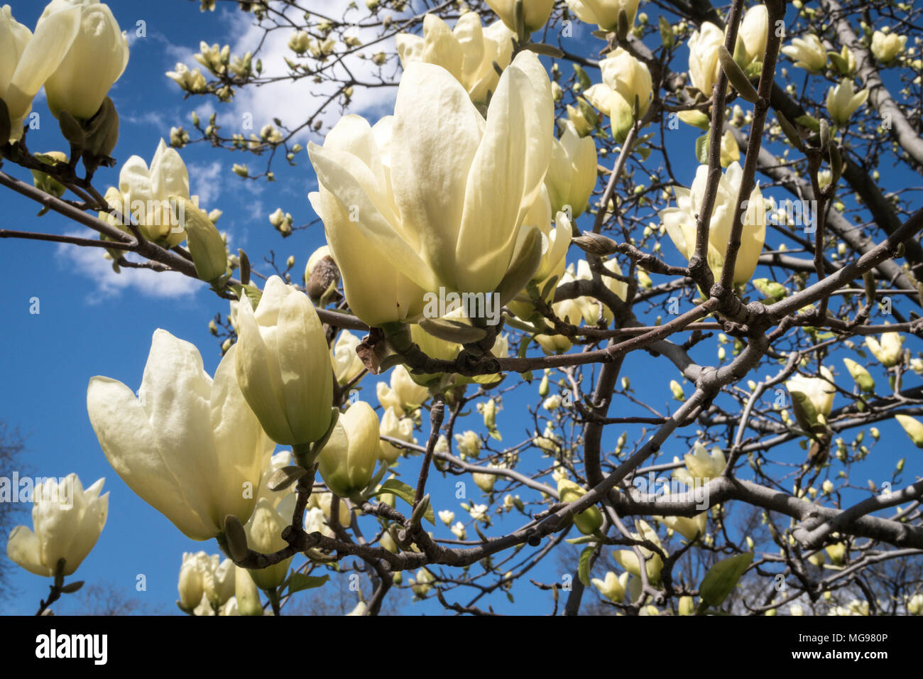 Beautiful Blooming Magnolia Trees in Central Park, NYC, USA Stock Photo ...