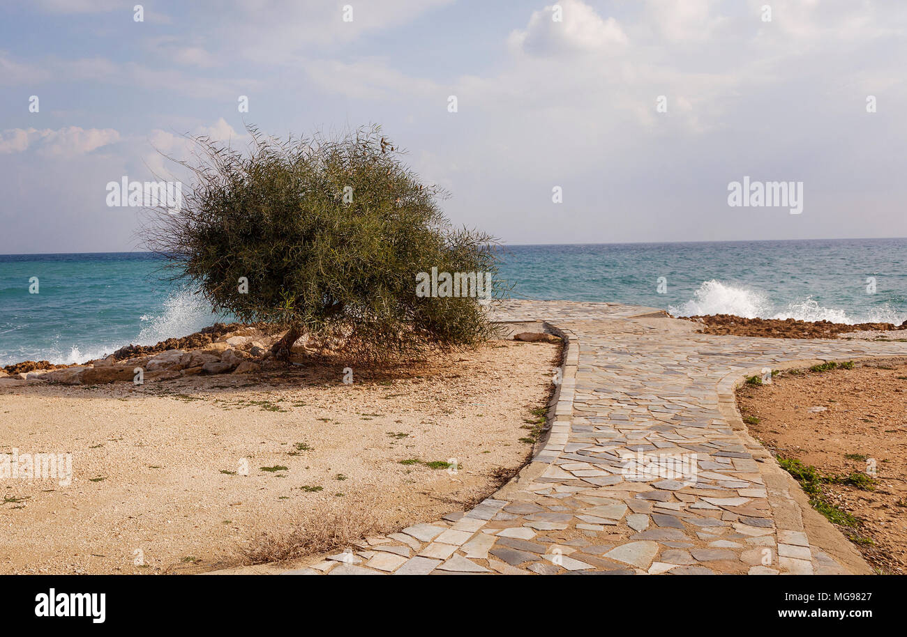 Acacia acacia cyprus hi-res stock photography and images - Alamy
