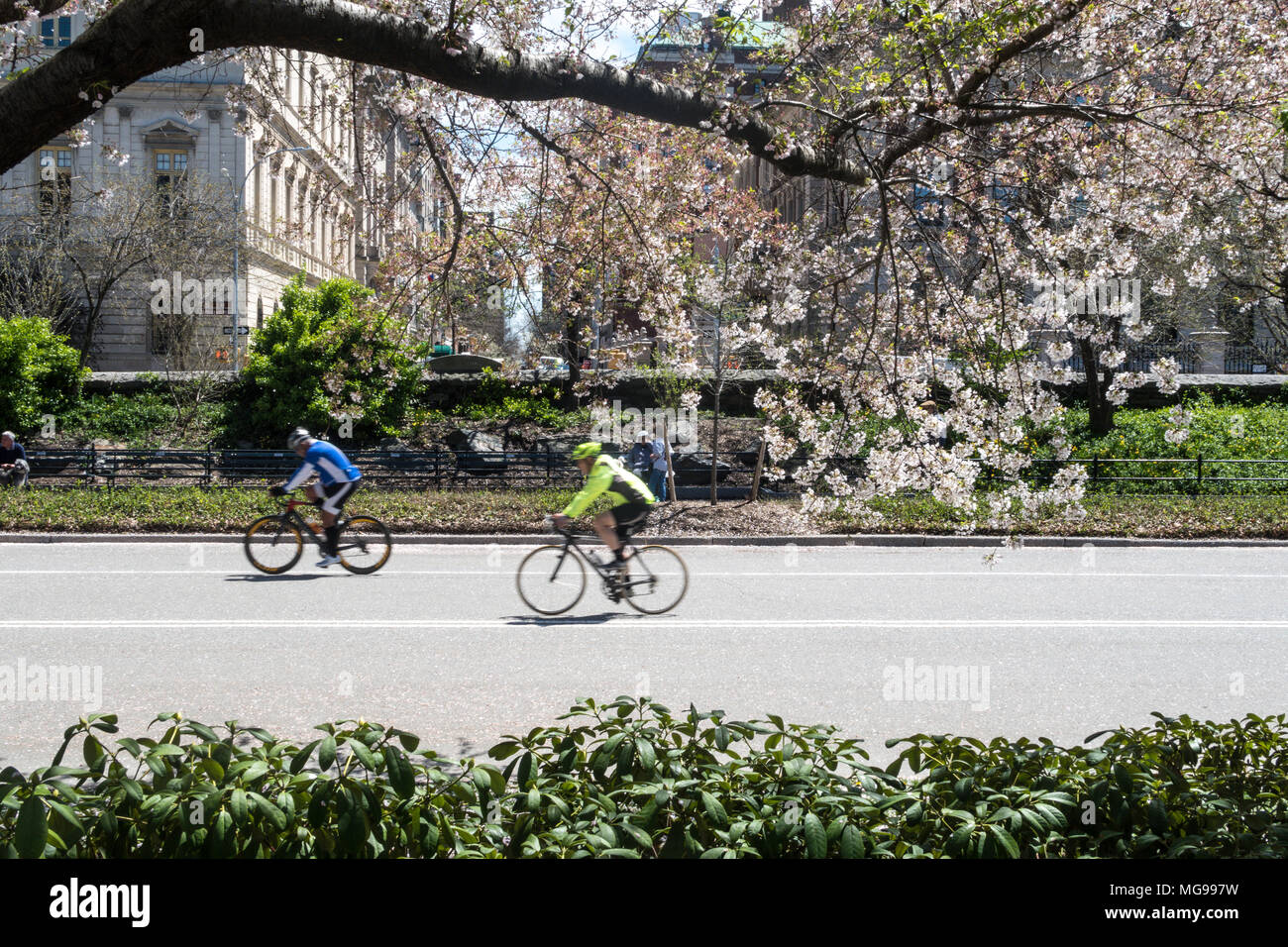 Springtime Activity on East Drive in Central Park, New York City, USA ...