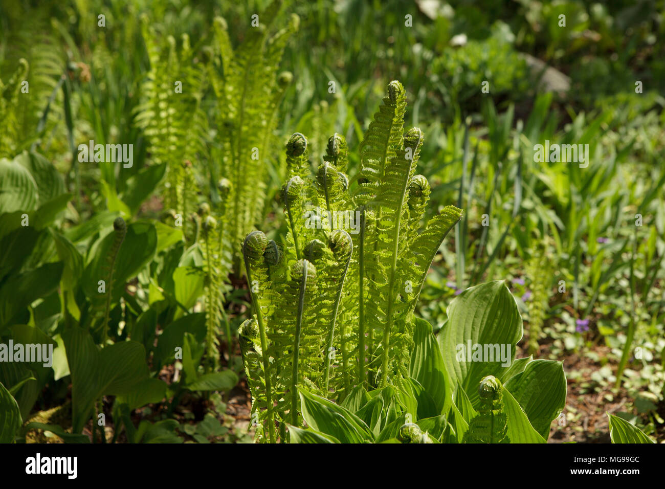 Fern shoots hi-res stock photography and images - Alamy