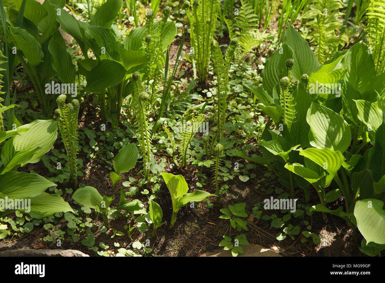Fern shoots hi-res stock photography and images - Alamy