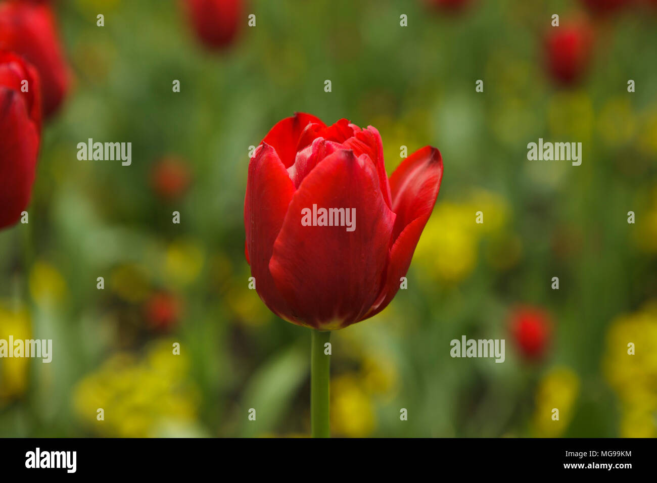 Tulip strong colours hi-res stock photography and images - Alamy