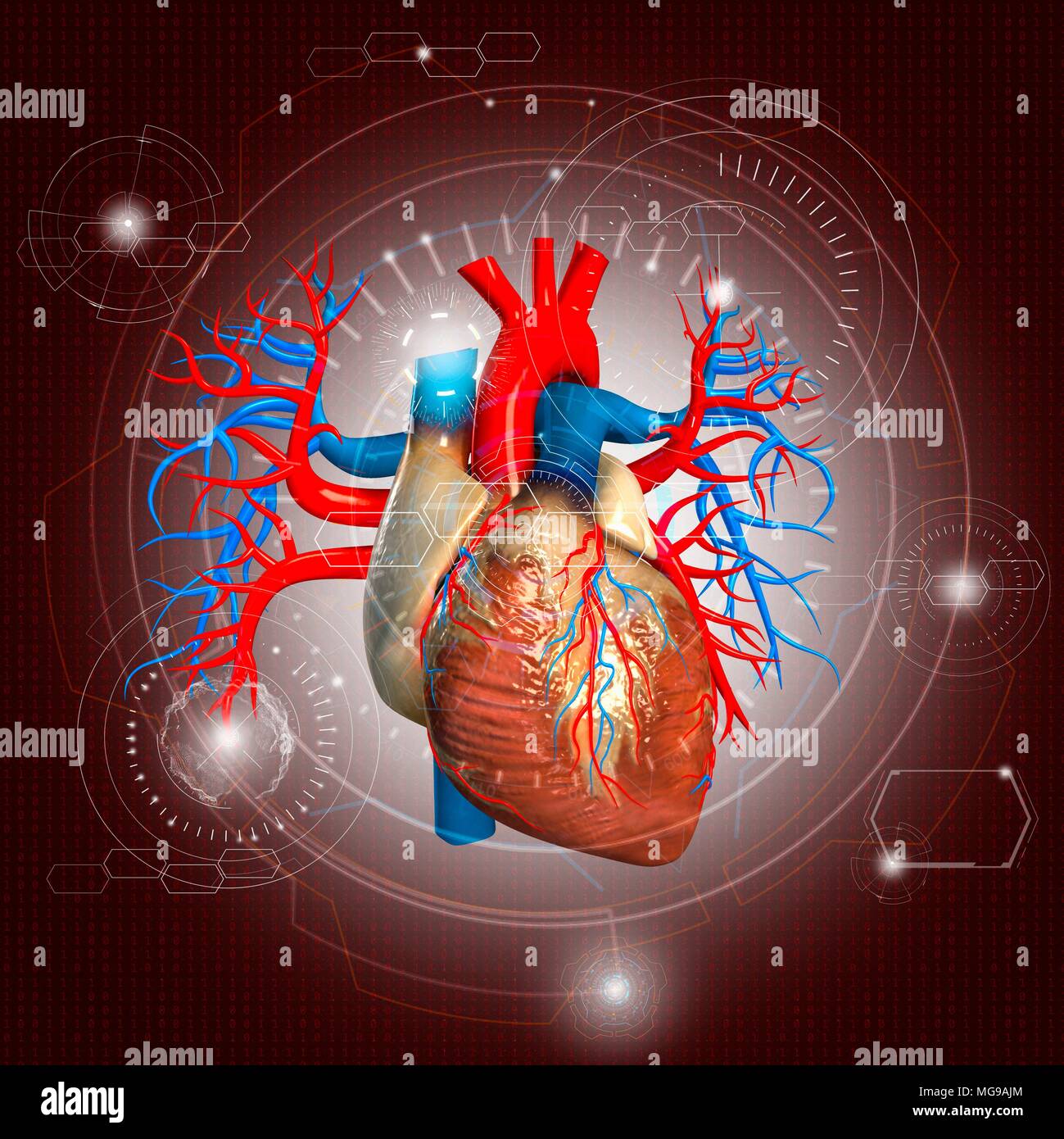 Human heart, illustration Stock Photo - Alamy