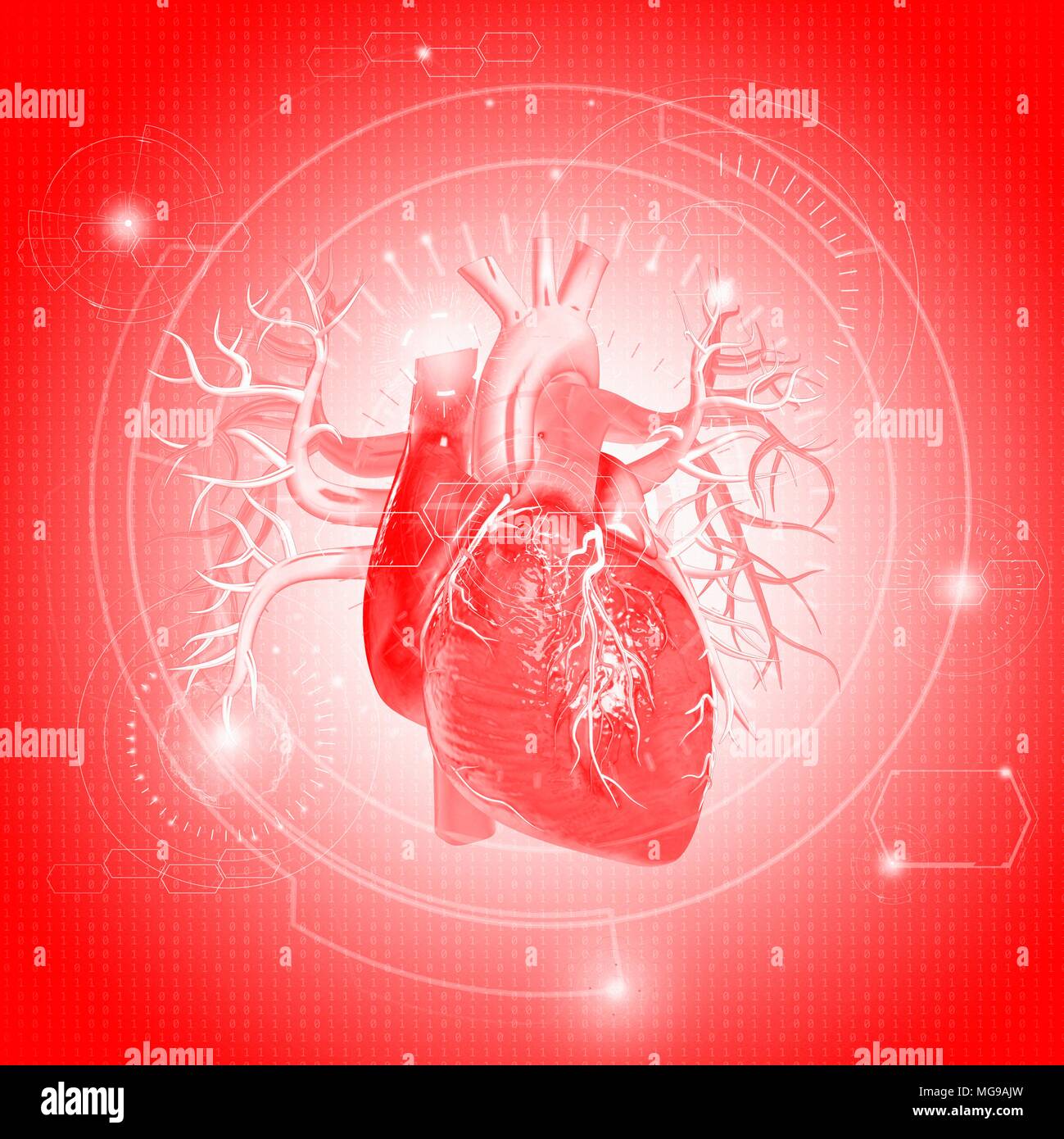 Human heart against red background, illustration Stock Photo - Alamy