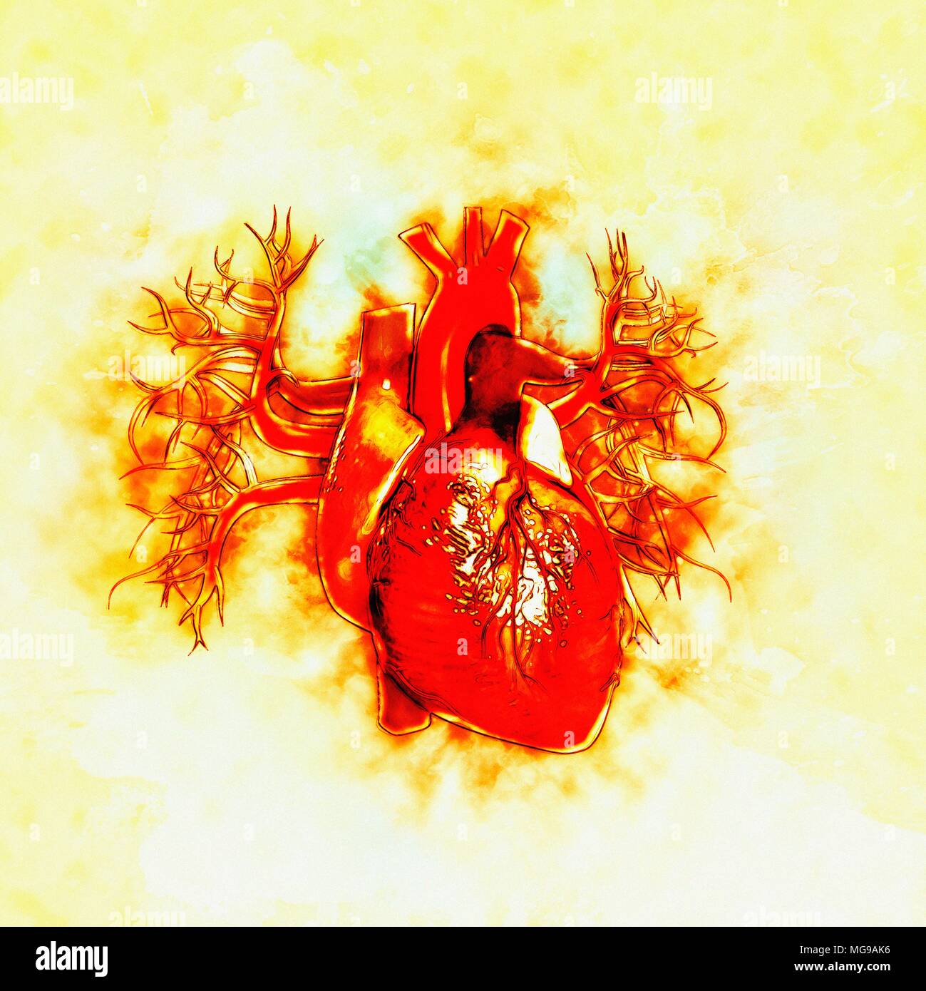 Human heart, illustration Stock Photo - Alamy