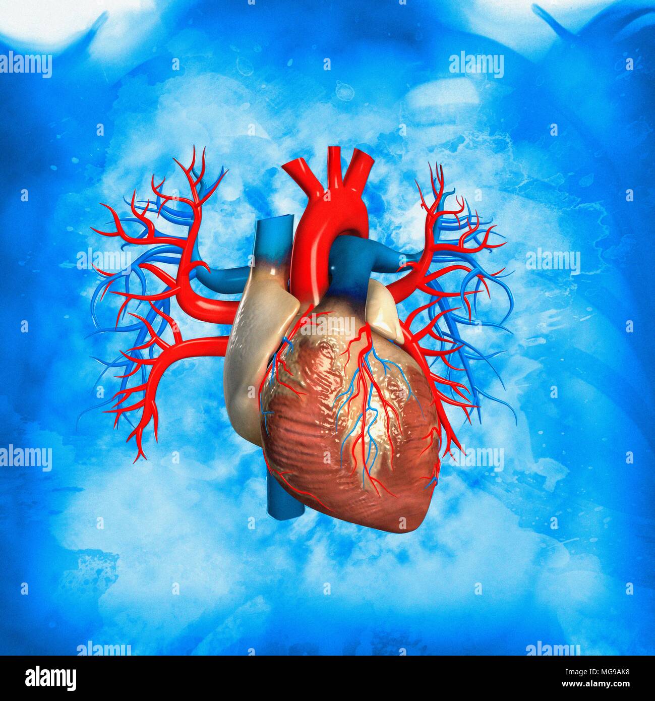 Human Heart Wallpaper