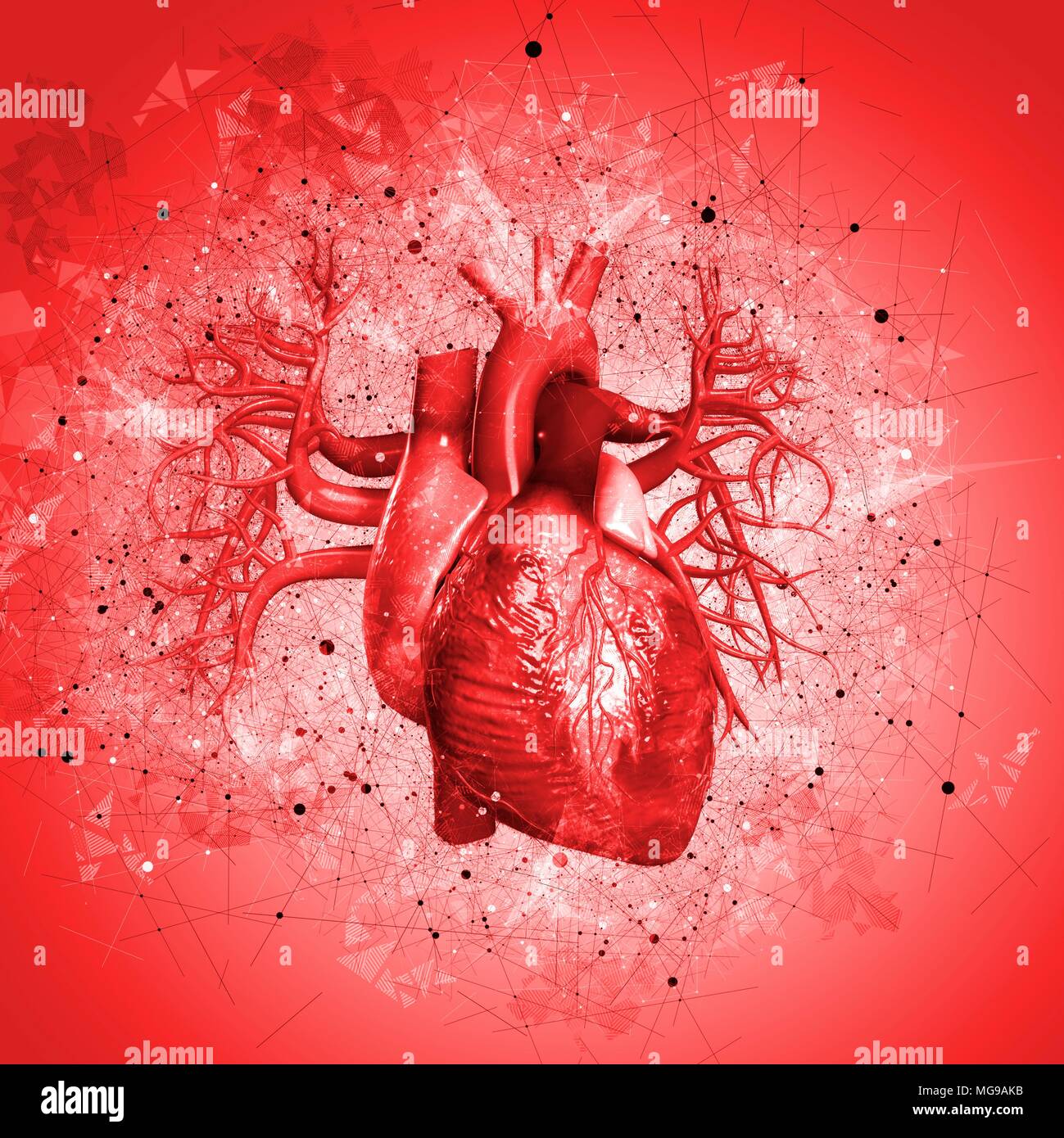 Human heart against red background, illustration Stock Photo - Alamy