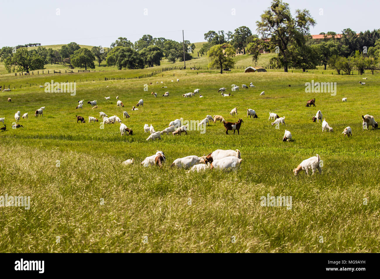 Goats Eating Vegetation High Resolution Stock Photography and Images ...