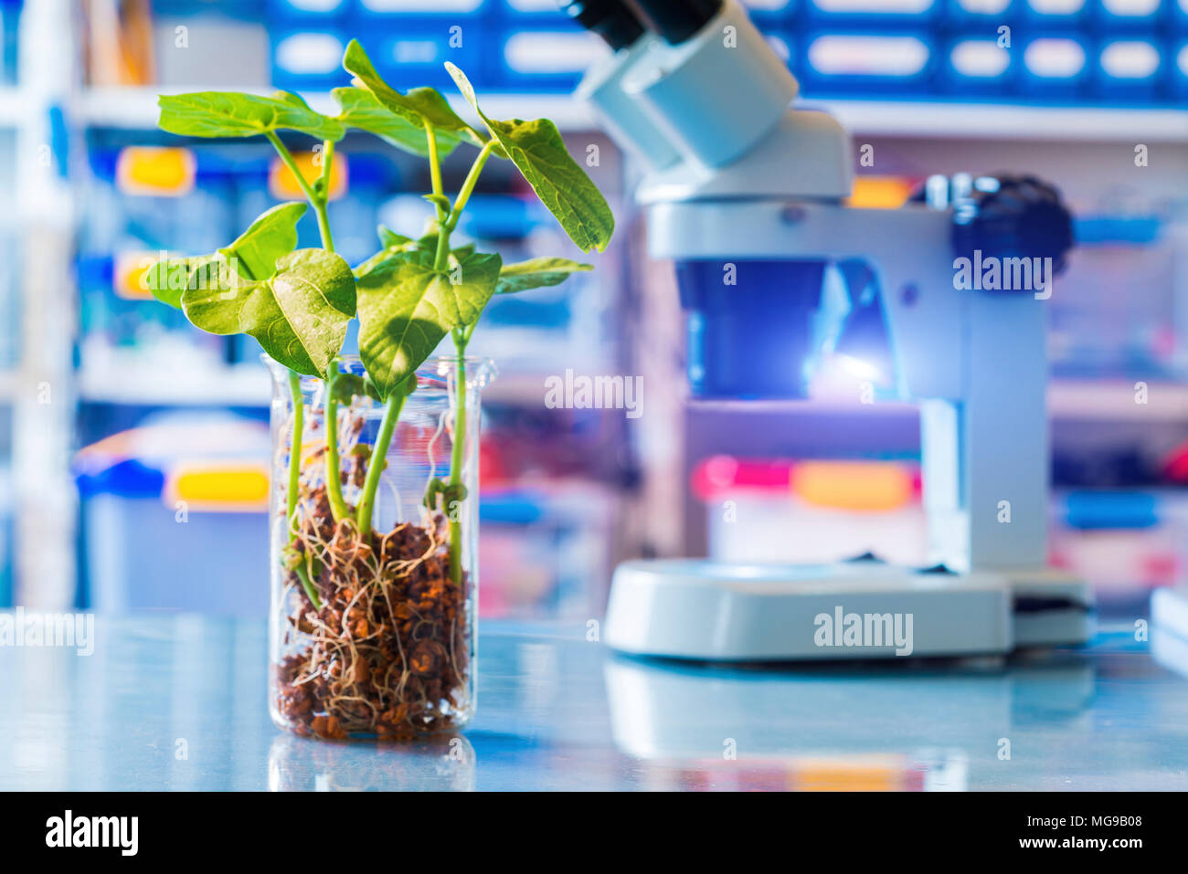 Plant research, conceptual image Stock Photo - Alamy