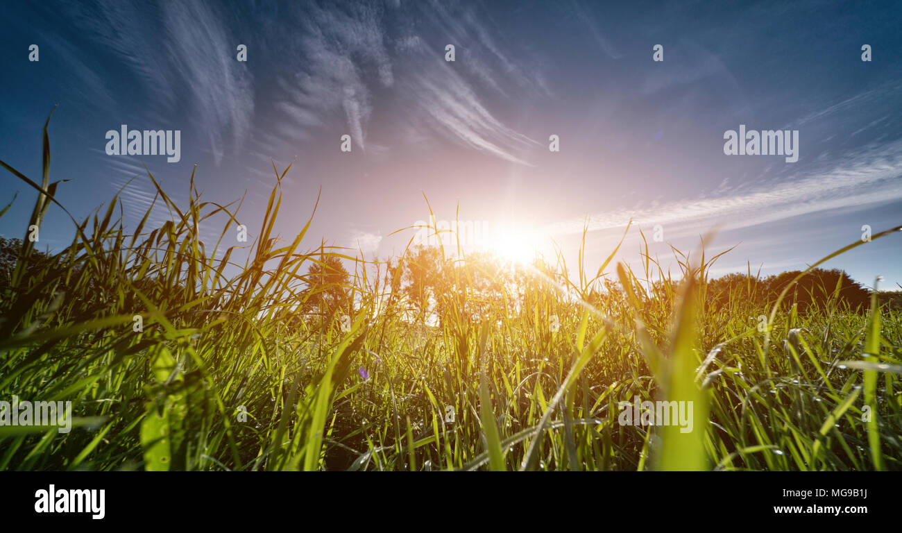 Low angle field hi-res stock photography and images - Alamy