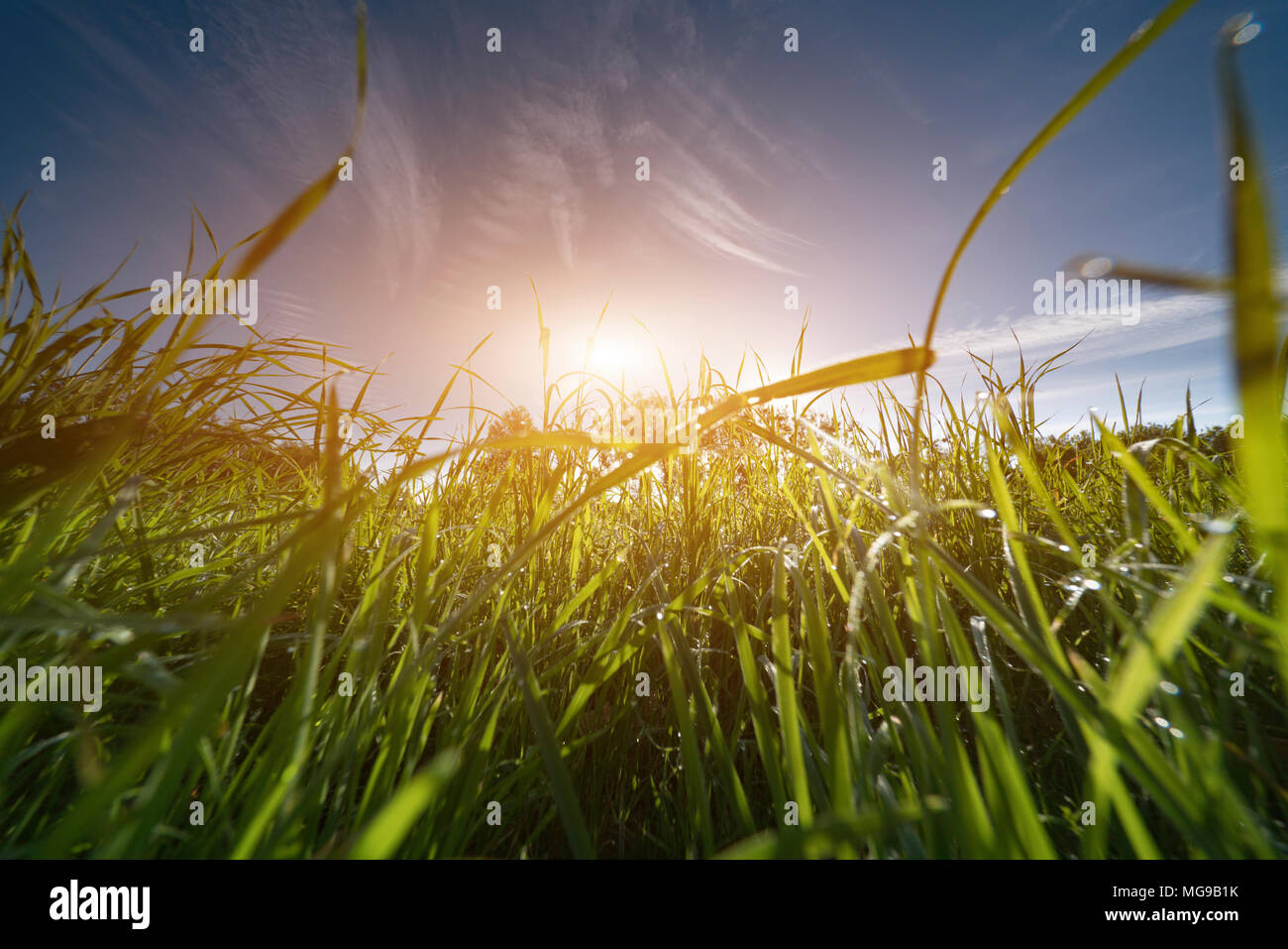 Low angle field hi-res stock photography and images - Alamy
