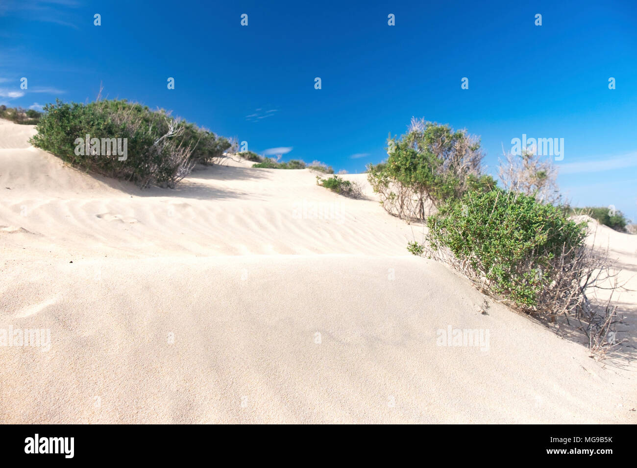 Shrubs on sand dune Stock Photo - Alamy