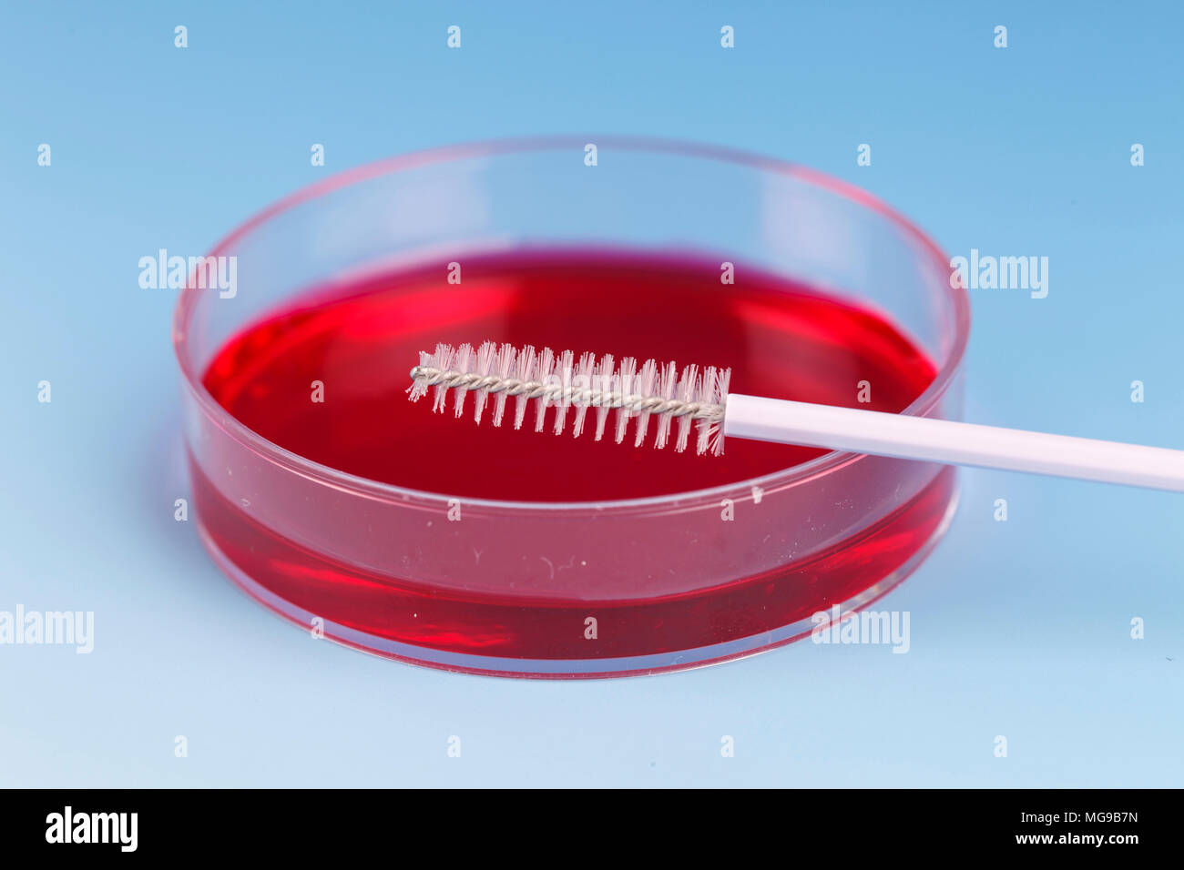Agar plate and specimen brush Stock Photo - Alamy