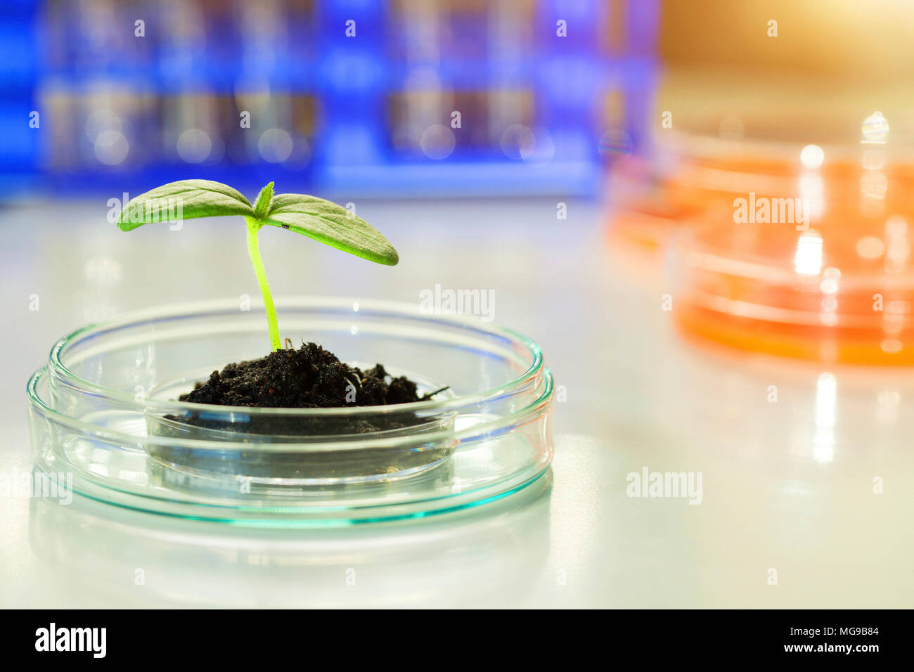 Plant research, conceptual image Stock Photo - Alamy