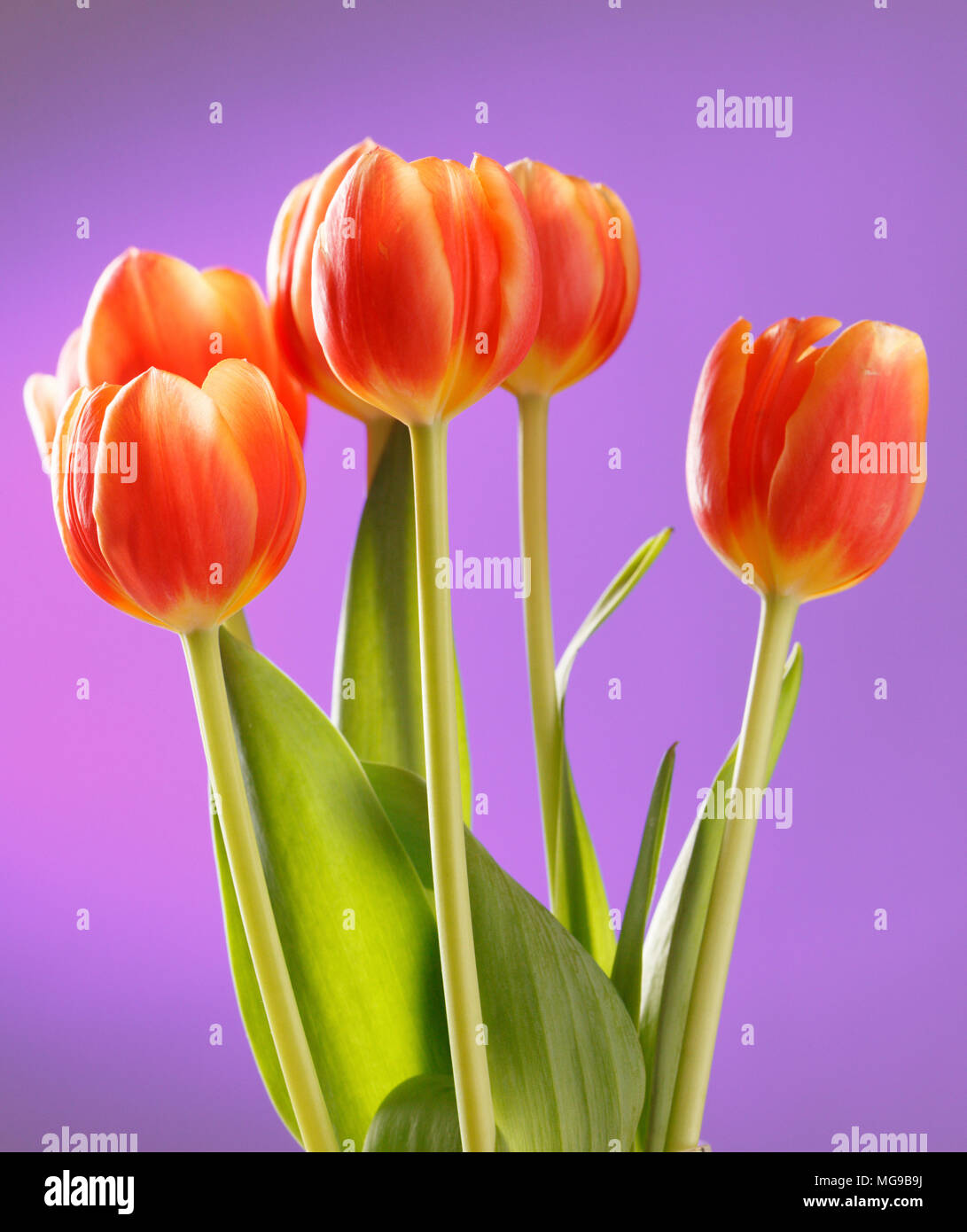 Tulip tulipa sp flower hi-res stock photography and images - Alamy