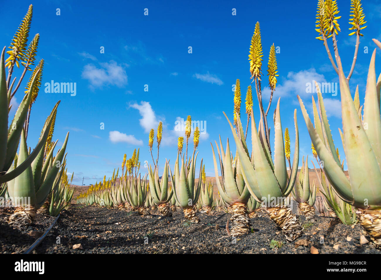 Farm fuerteventura aloe hi-res stock photography and images - Alamy