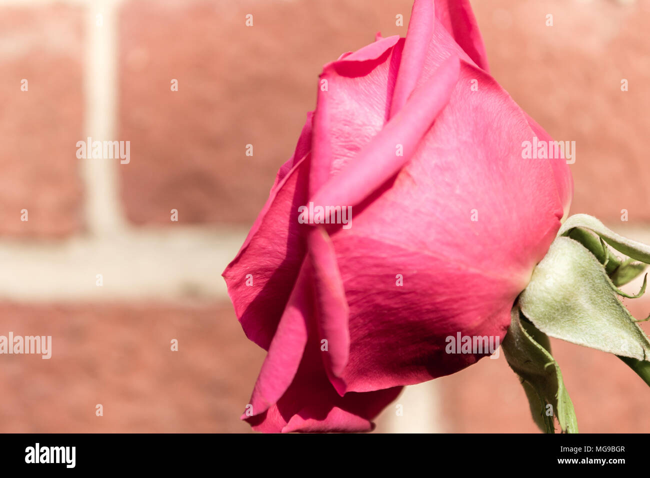 Red brick background flowers hi-res stock photography and images - Alamy