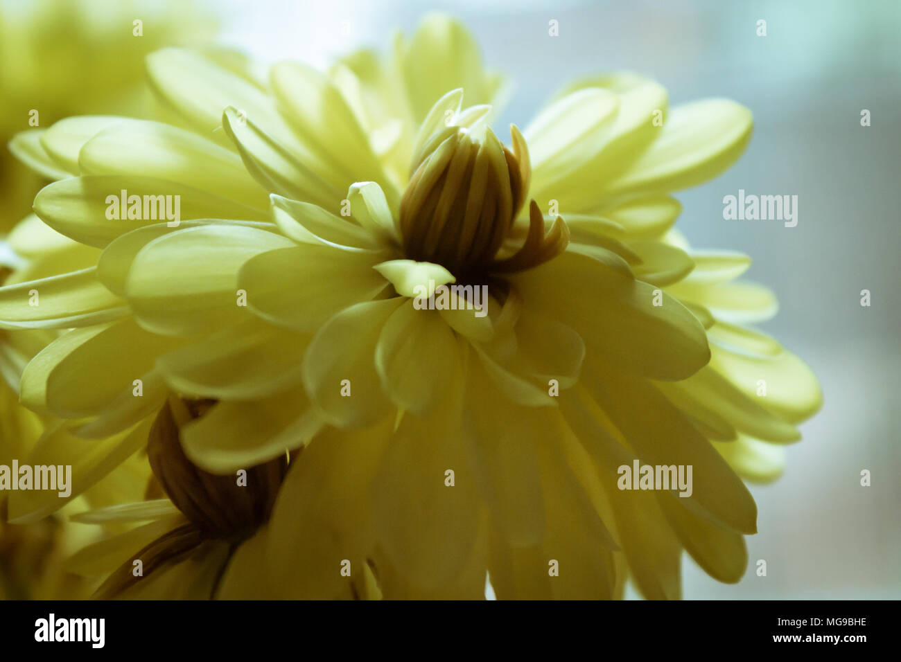 Mum flowers dying hi-res stock photography and images - Alamy