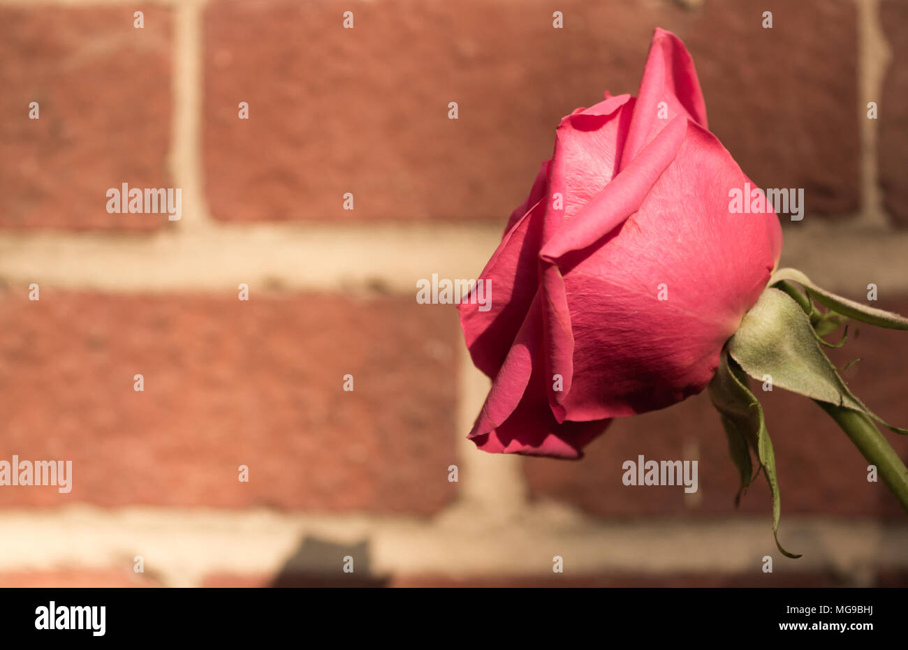Side view of single red rose with red brick in background Stock Photo ...