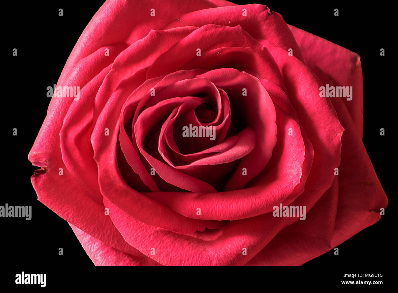 Single red rose flower hi-res stock photography and images - Alamy