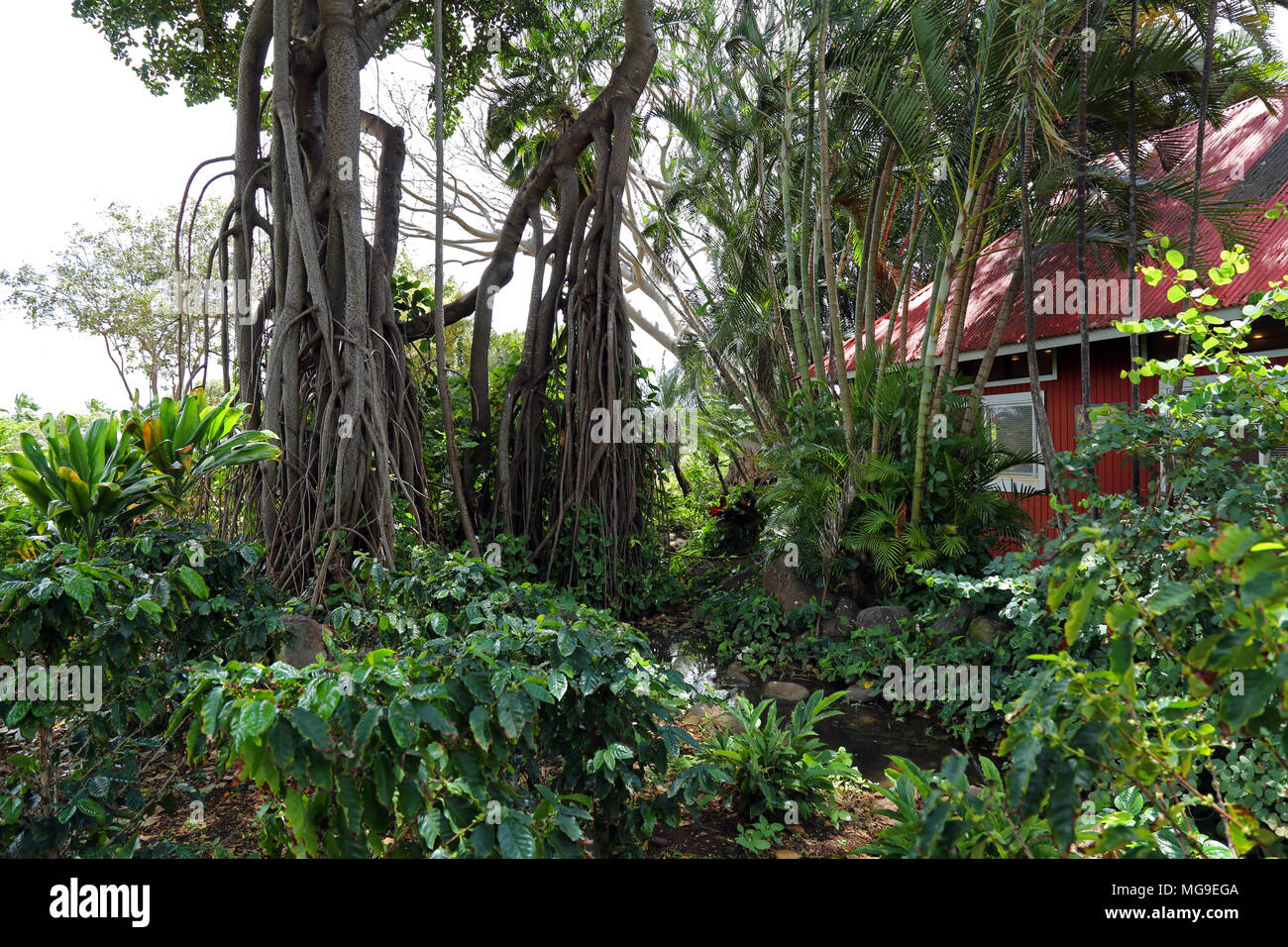 Banyan Trees, Maui Stock Photo - Alamy