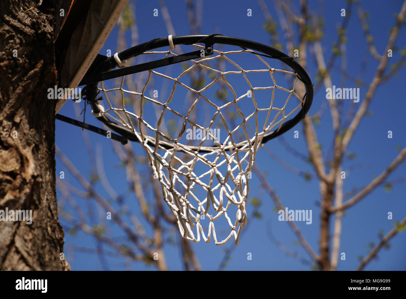 Basketball hoop hung on (attached) a tree Stock Photo - Alamy