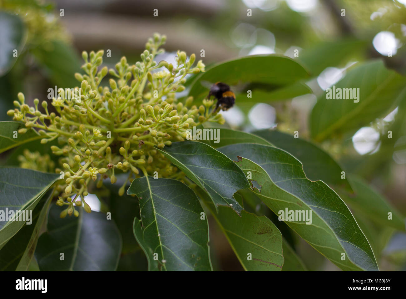 Avocado trees in flower at pollination time Stock Photo - Alamy