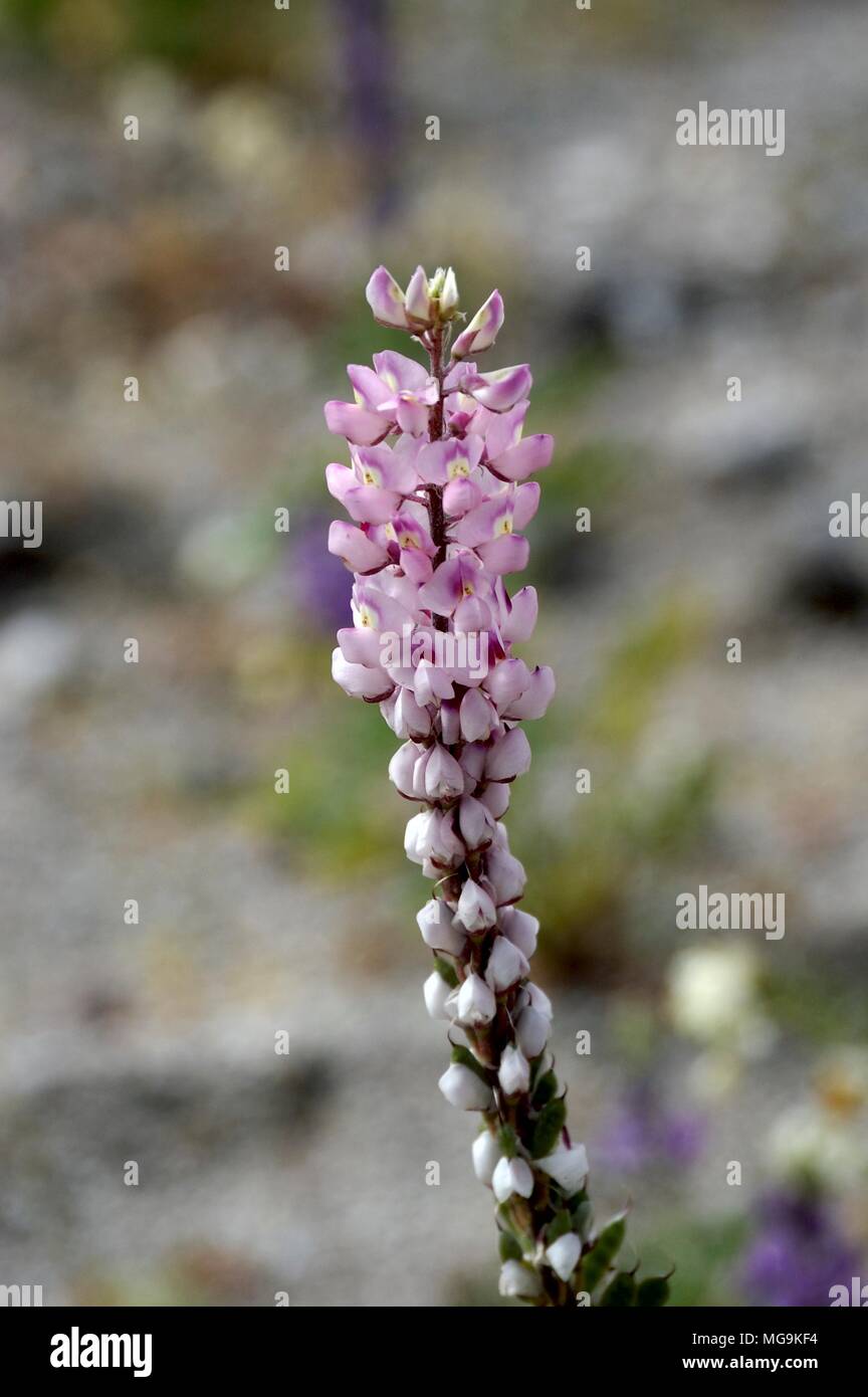 Pink Arizona lupine Lupinus arizonicus, Hawk Canyon, Anza-Borrego ...